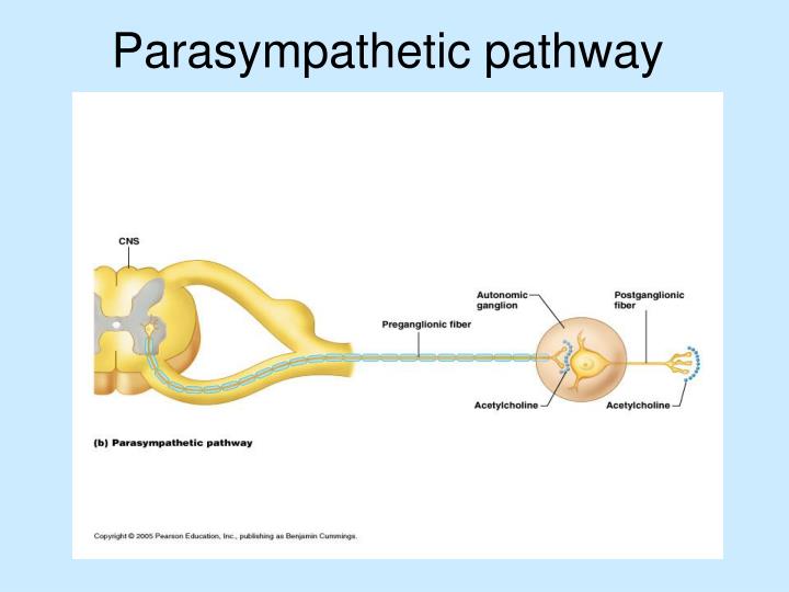 PPT - Autonomic Nervous System PowerPoint Presentation - ID:5435606