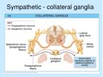 PPT - Autonomic Nervous System PowerPoint Presentation - ID:5435606
