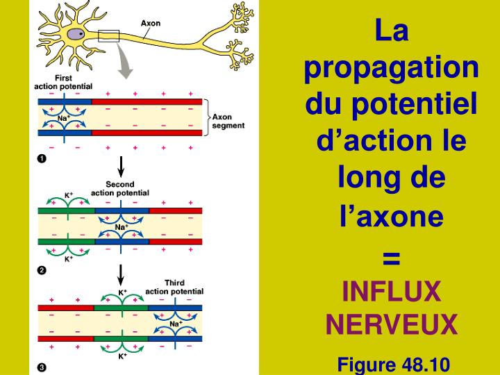 PPT - La communication nerveuse PowerPoint Presentation - ID:5435618