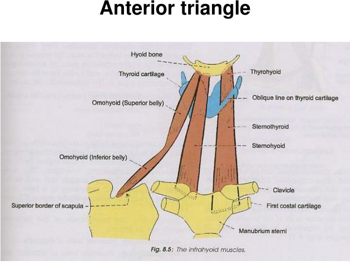PPT - Anterior triangle PowerPoint Presentation - ID:5436377
