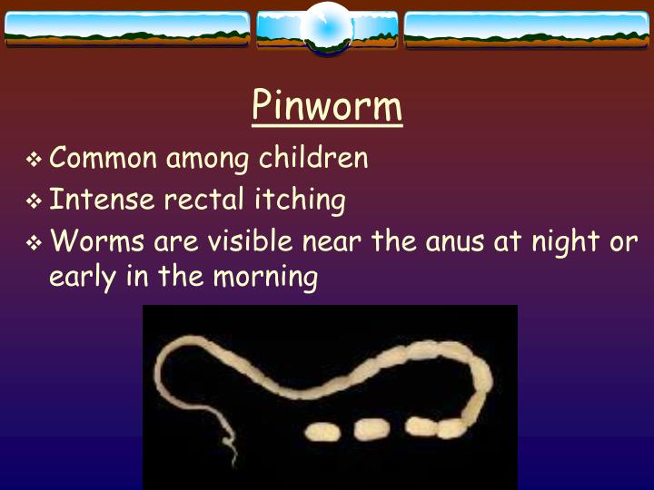 PPT - Phylum Nematoda PowerPoint Presentation - ID:5436844
