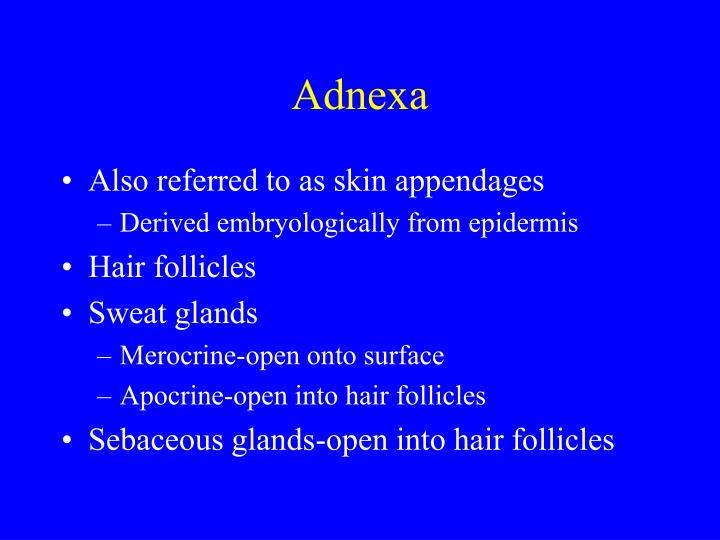 PPT - Integumentary System: Skin and adnexa PowerPoint Presentation ...