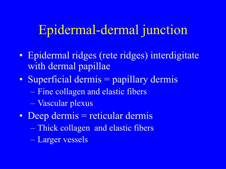 PPT - Integumentary System: Skin and adnexa PowerPoint Presentation ...