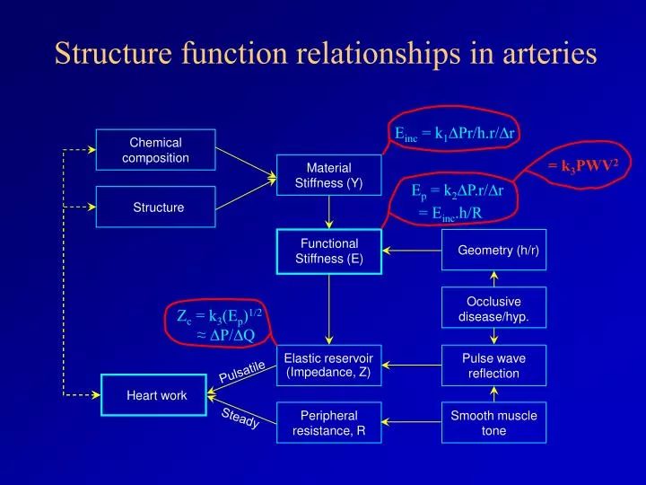 PPT - Structure function relationships in arteries PowerPoint ...