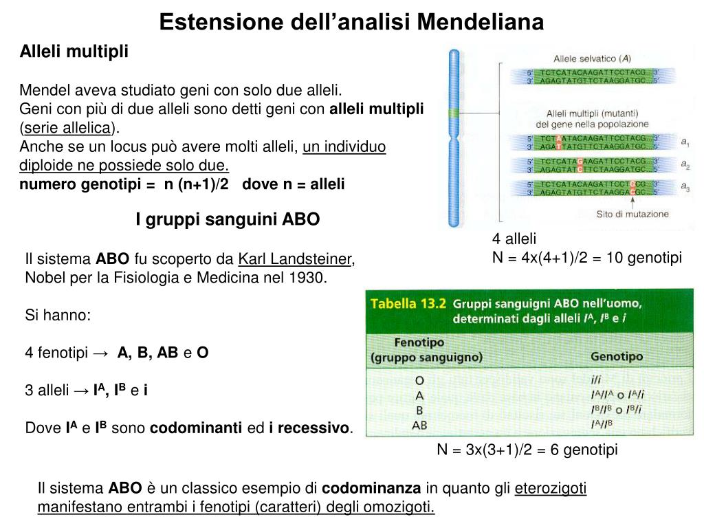 PPT - Estensione dell’analisi Mendeliana PowerPoint Presentation, free ...