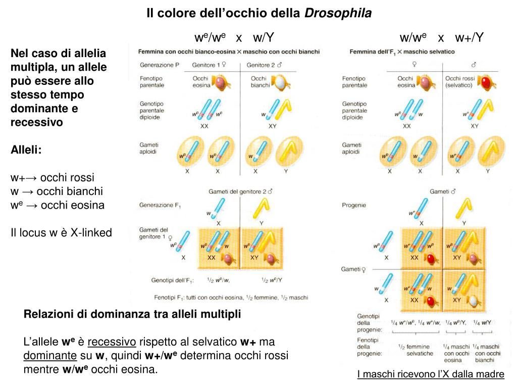 PPT - Estensione dell’analisi Mendeliana PowerPoint Presentation, free ...