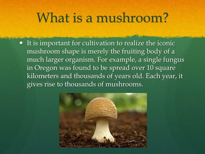 PPT - Mushroom Cultivation PowerPoint Presentation - ID:5439048 PPT - Mushroom Cultivation PowerPoint Presentation - ID:5439048