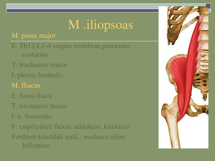 PPT - Csípőízület PowerPoint Presentation - ID:5439321