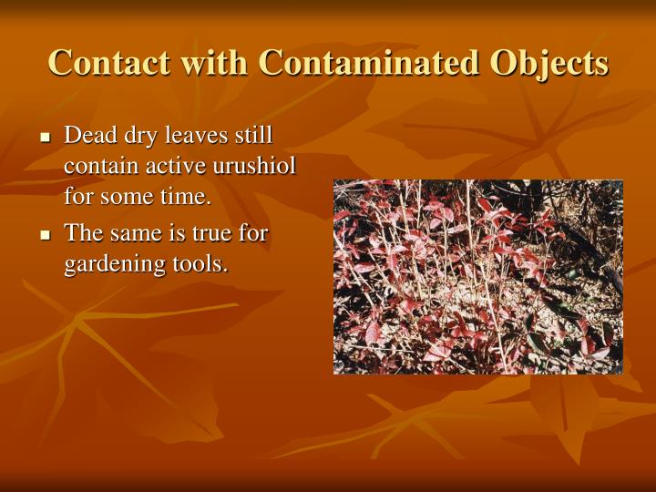 PPT - Urushiol PowerPoint Presentation - ID:5439810