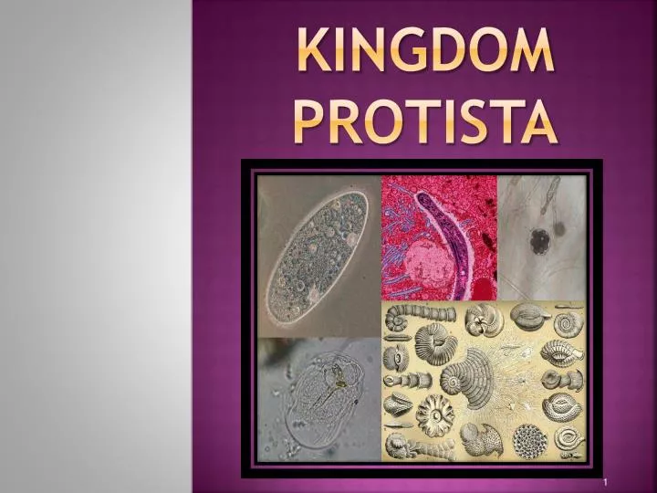 PPT - Kingdom Protista PowerPoint Presentation, free download - ID:5440486