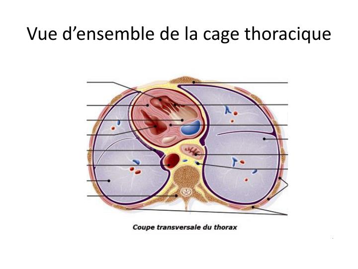 PPT - APPAREIL CARDIO-CIRCULATOIRE PowerPoint Presentation - ID:5440528