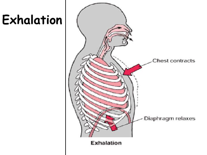 PPT - Topic: Respiratory System Aim : Describe the parts & functions of ...