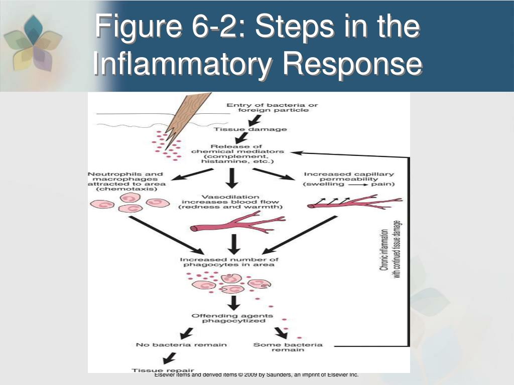 Ppt Inflammation And Immunity Unit Ii Powerpoint Presentation Free