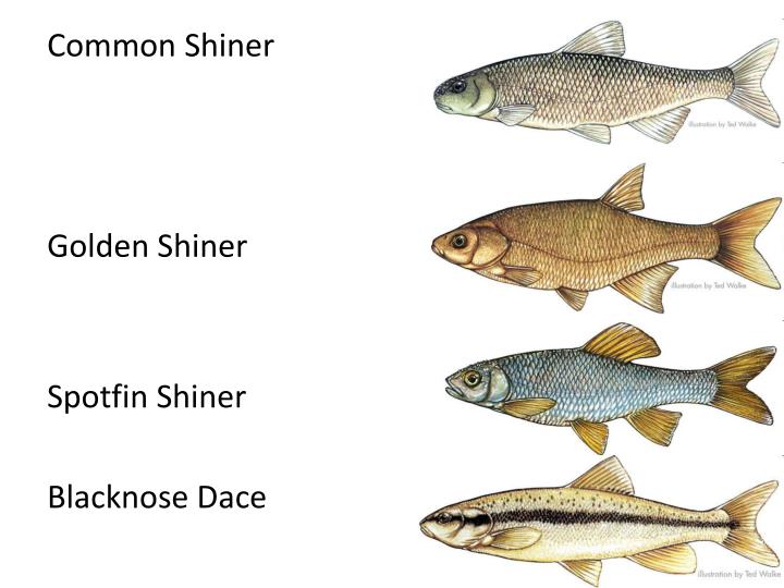 PPT - Lampreys PowerPoint Presentation - ID:5445754