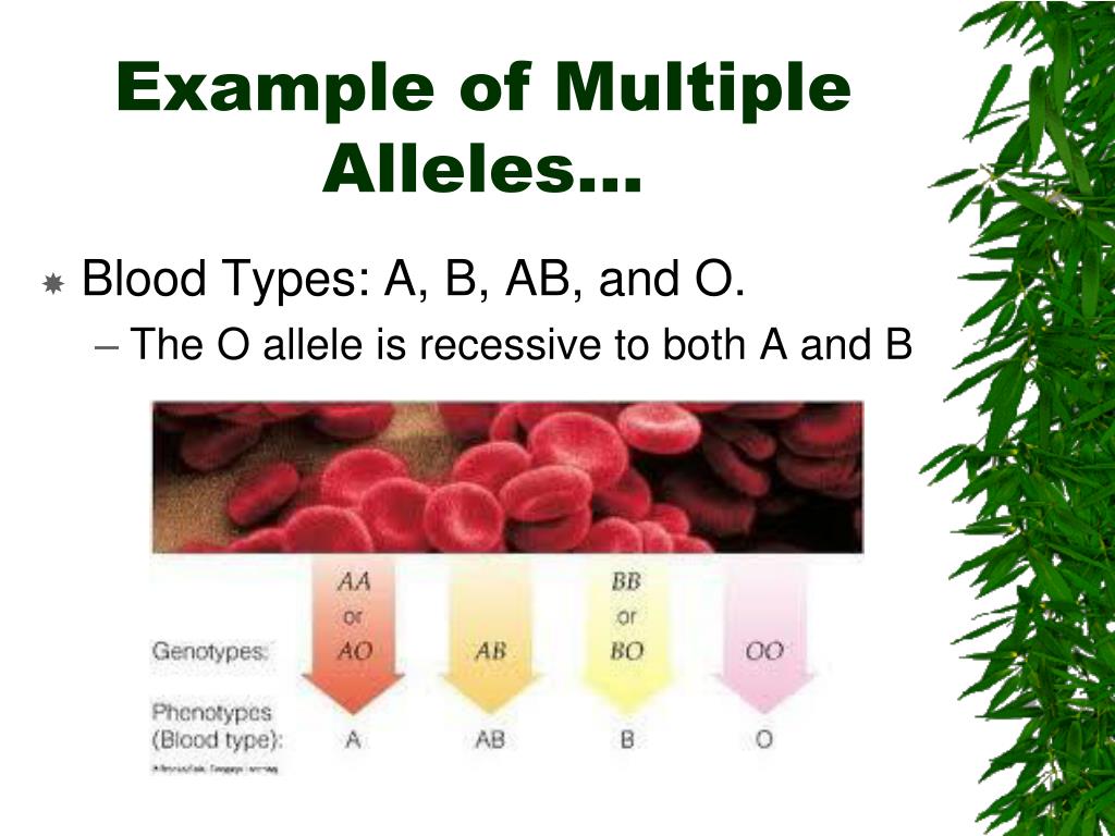 PPT Chapter 4 Heredity Section1 Genetics PowerPoint Presentation