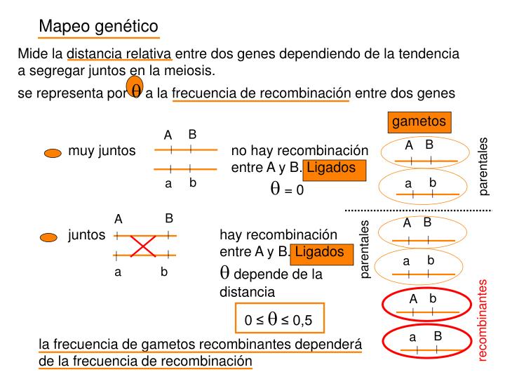 PPT - Tema 9. Mapa del genoma humano: mapa gen ético y análisis de ...