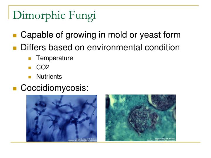 PPT - ANTIFUNGALS LauraLe Dyner, MD Pediatric Infectious Disease Fellow ...