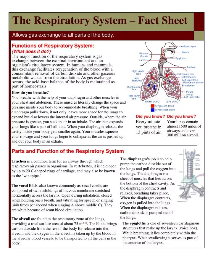 PPT - The Respiratory System – Fact Sheet PowerPoint Presentation, free ...