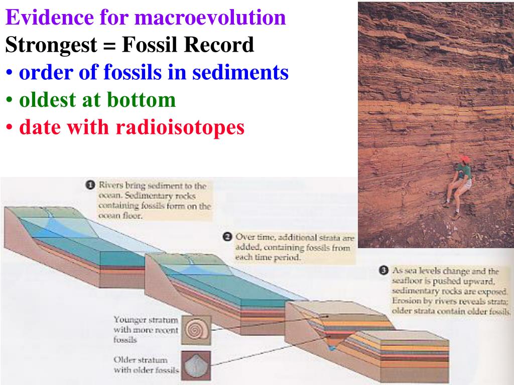Ppt Evidence For Macroevolution Strongest Fossil Record Order Of