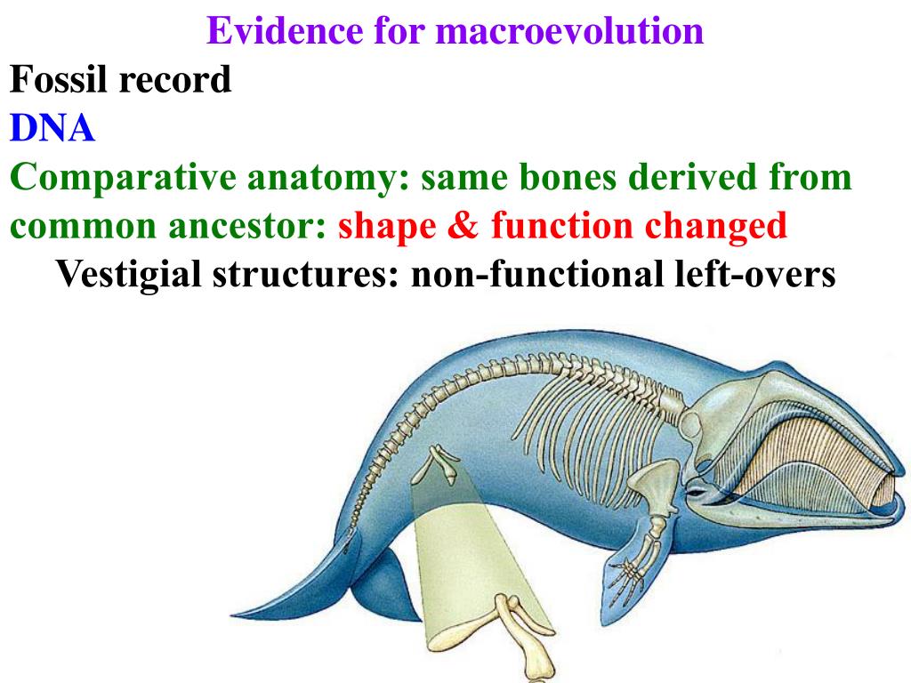 Ppt Evidence For Macroevolution Strongest Fossil Record Order Of