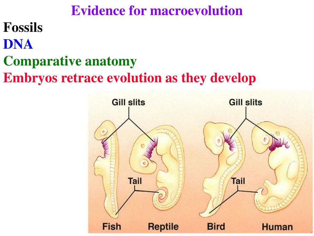 Ppt Evidence For Macroevolution Strongest Fossil Record Order Of