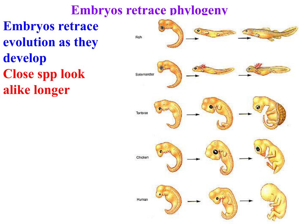 Ppt Evidence For Macroevolution Strongest Fossil Record Order Of