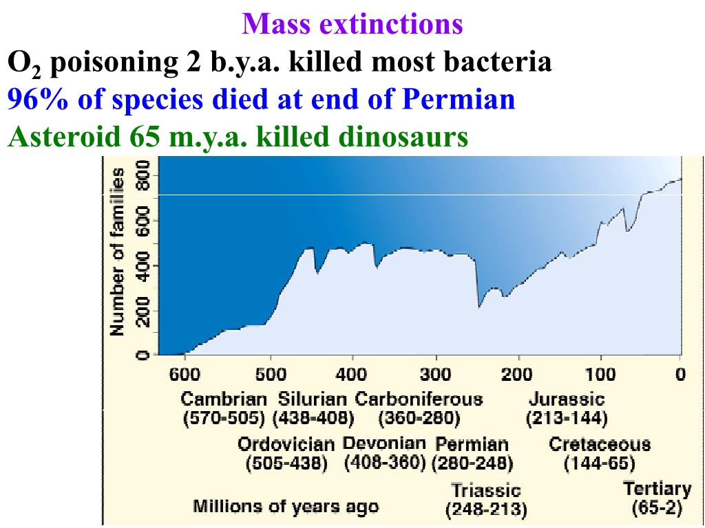Ppt Evidence For Macroevolution Strongest Fossil Record Order Of
