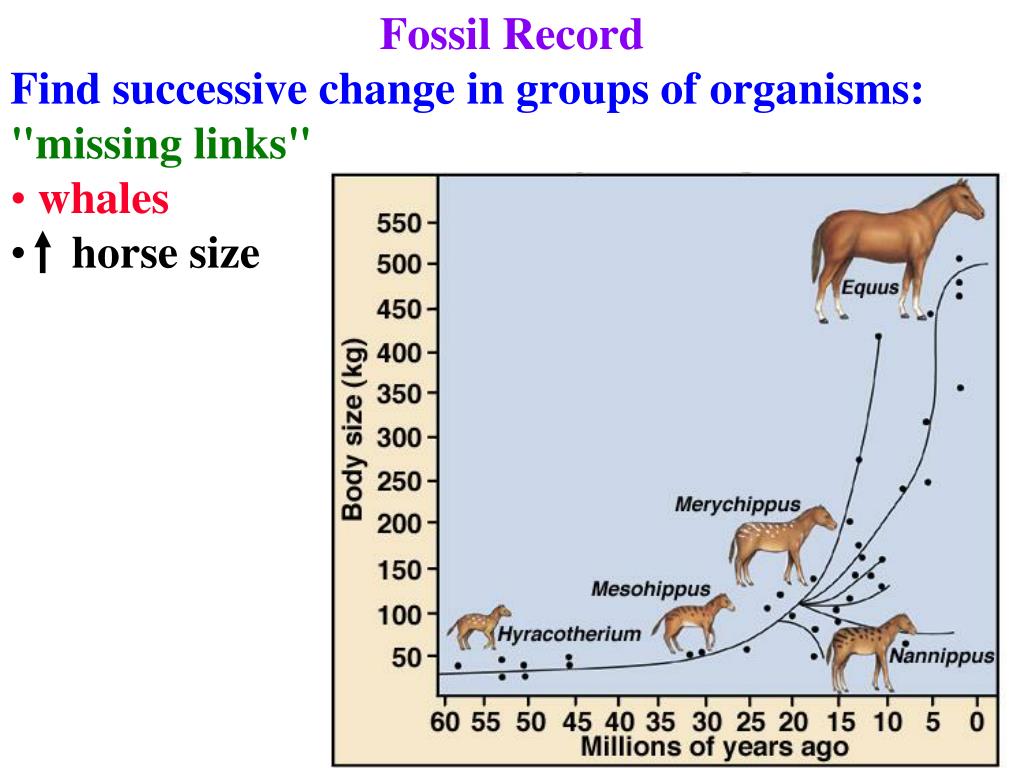 Ppt Evidence For Macroevolution Strongest Fossil Record Order Of
