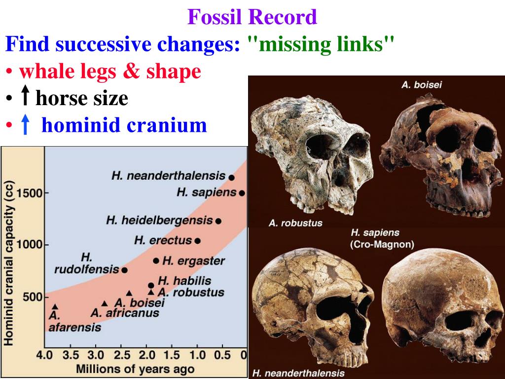 Ppt Evidence For Macroevolution Strongest Fossil Record Order Of