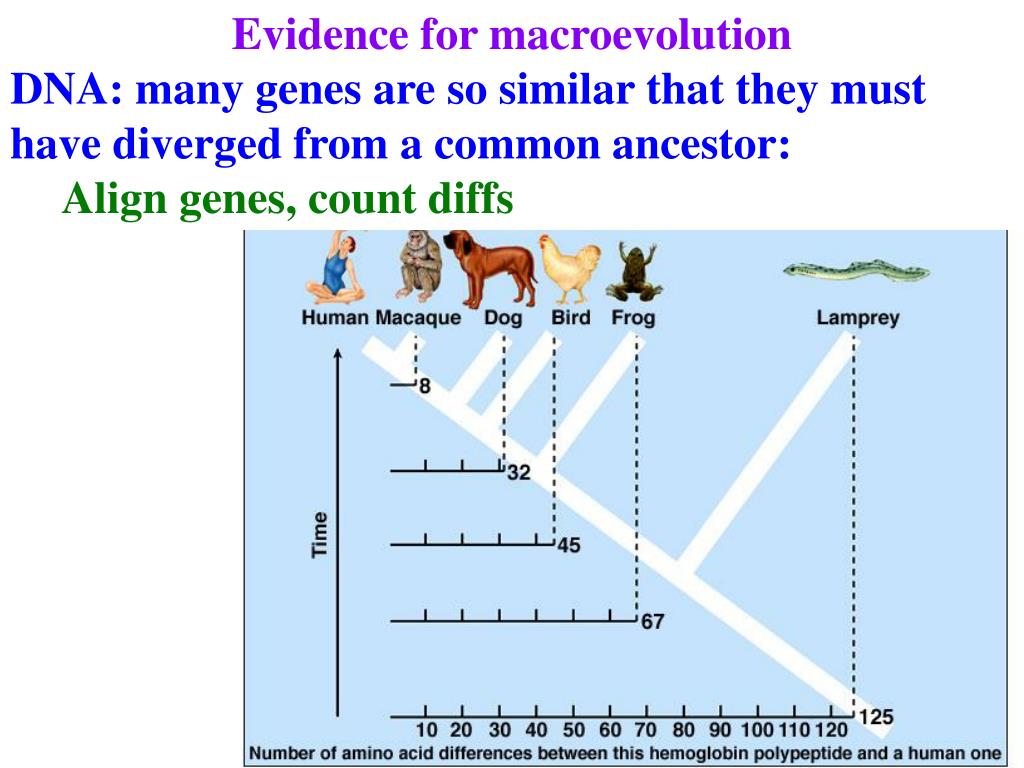 Ppt Evidence For Macroevolution Strongest Fossil Record Order Of