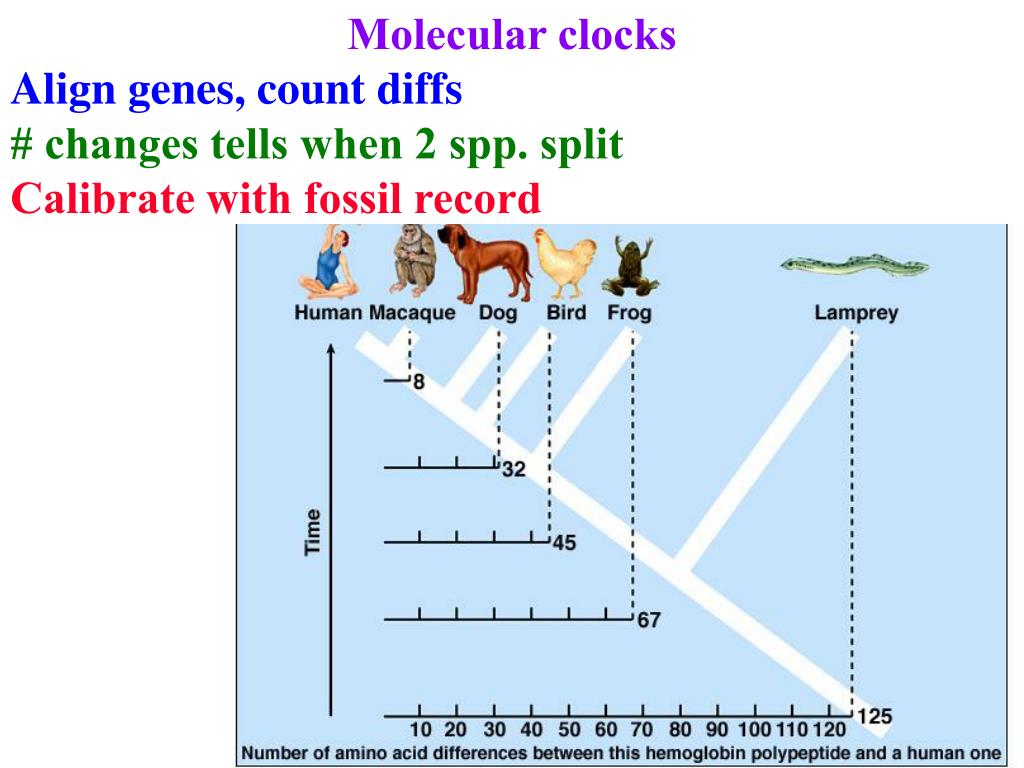 Ppt Evidence For Macroevolution Strongest Fossil Record Order Of