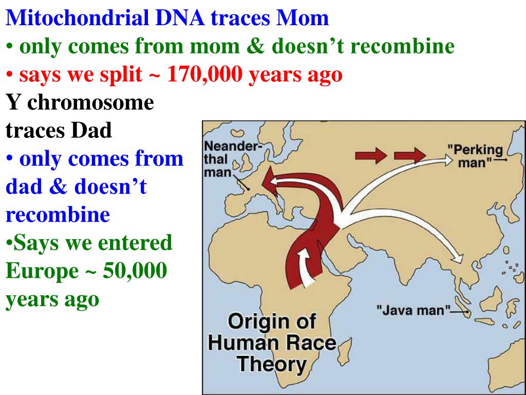 Ppt Evidence For Macroevolution Strongest Fossil Record Order Of
