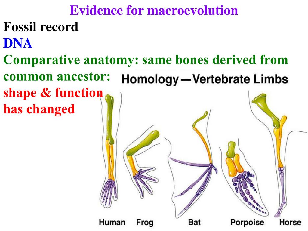 Ppt Evidence For Macroevolution Strongest Fossil Record Order Of