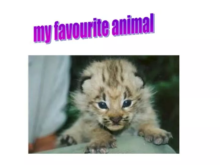 PPT - my favourite animal PowerPoint Presentation, free download - ID ...