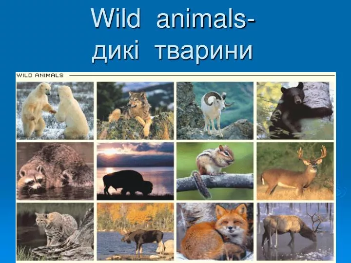 PPT - Wild animals- дикі тварини PowerPoint Presentation, free download ...
