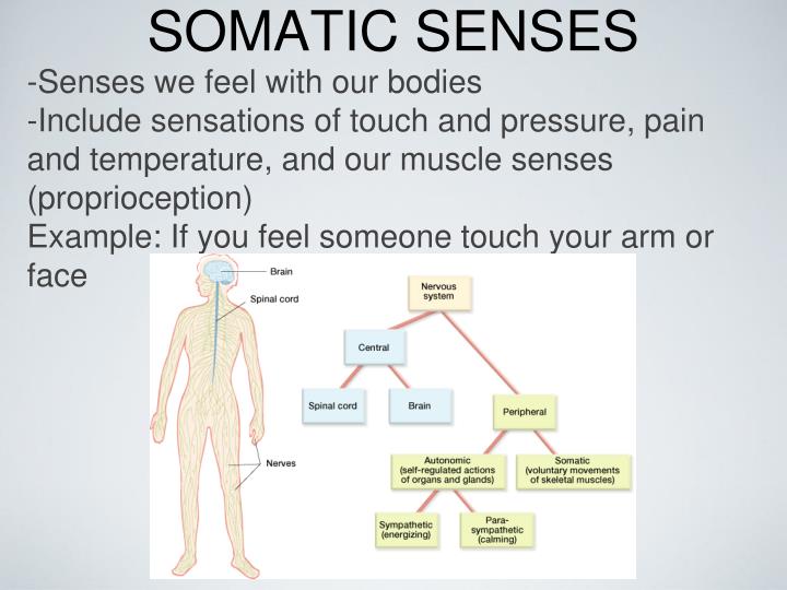 PPT - NERVOUS SYSTEM & SPECIAL SENSES PowerPoint Presentation - ID:5449344