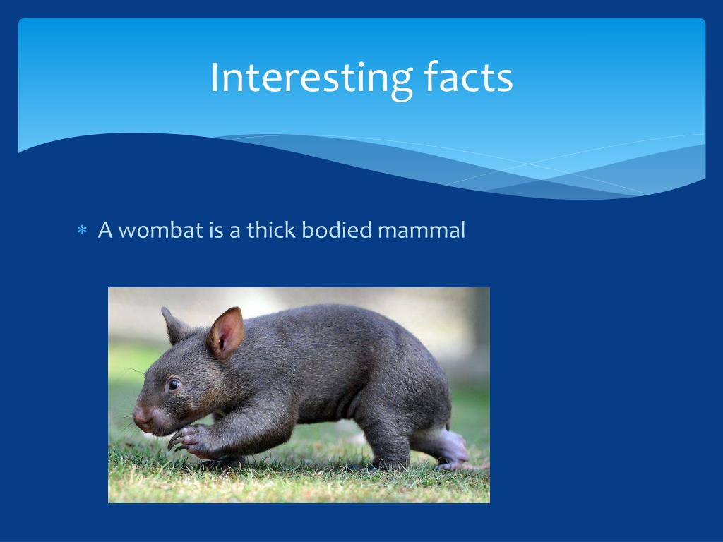 Ppt Wombat Powerpoint Presentation Free Download Id5449402