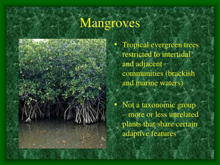PPT - Coastal Ecosystems in the Neotropics: Mangroves, Seagrass and ...