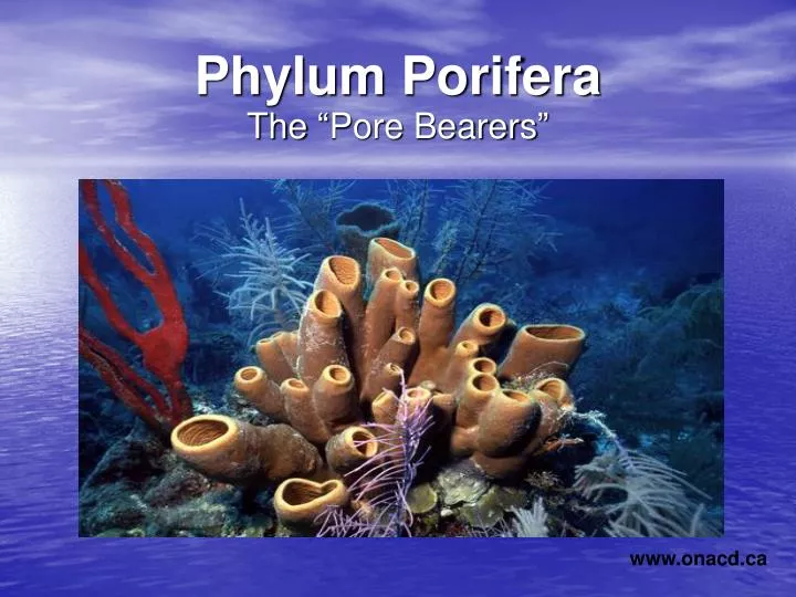 PPT - Phylum Porifera PowerPoint Presentation, free download - ID:5451066