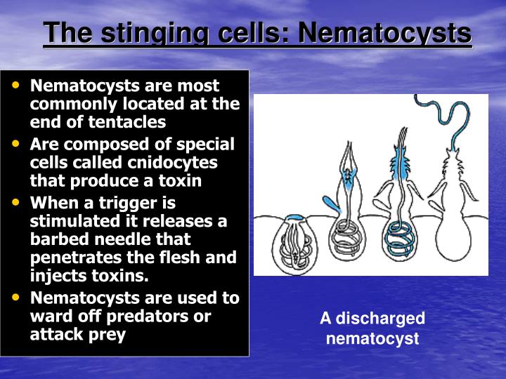 PPT - Phylum Porifera PowerPoint Presentation - ID:5451066