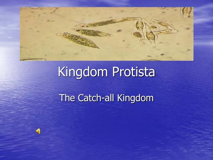 PPT - Kingdom Protista PowerPoint Presentation, free download - ID:5453179