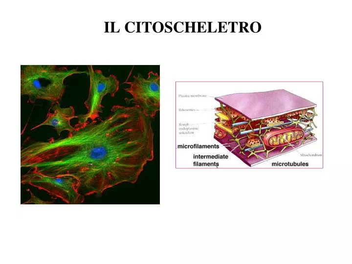 PPT - IL CITOSCHELETRO PowerPoint Presentation, free download - ID:5453880