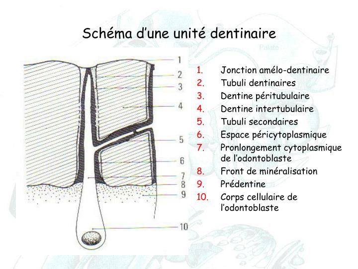 PPT - Anatomie et physiologie de la dent & du parodonte PowerPoint ...