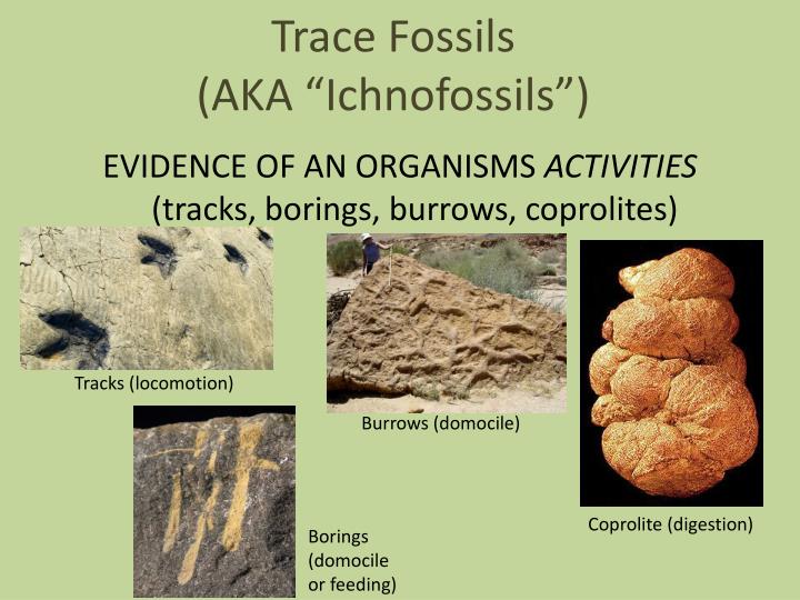 PPT - The Fossilization Flow Chart PowerPoint Presentation - ID:5454856