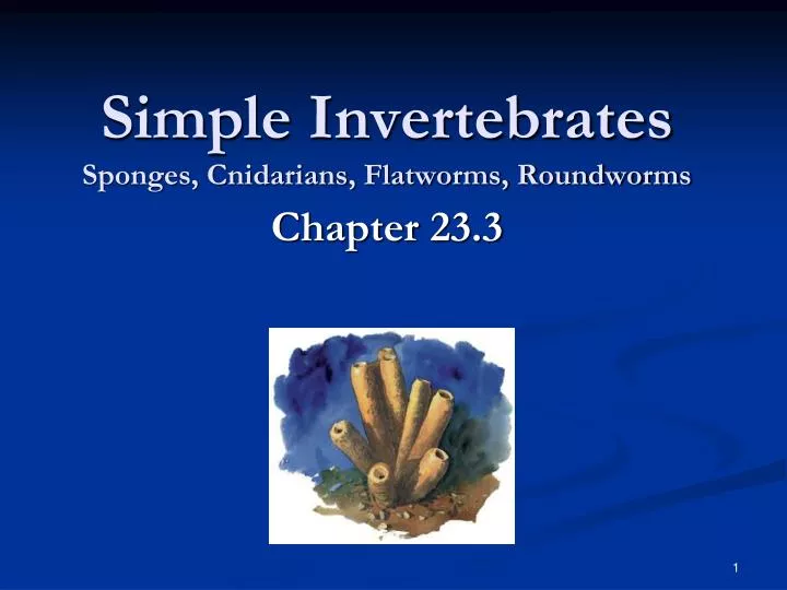 PPT - Simple Invertebrates Sponges, Cnidarians, Flatworms, Roundworms ...