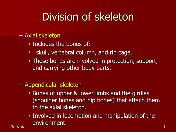 PPT - The SKELETAL SYSTEM PowerPoint Presentation - ID:5455792