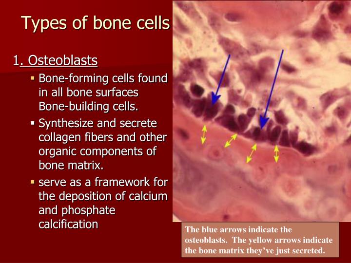 PPT - The SKELETAL SYSTEM PowerPoint Presentation - ID:5455792