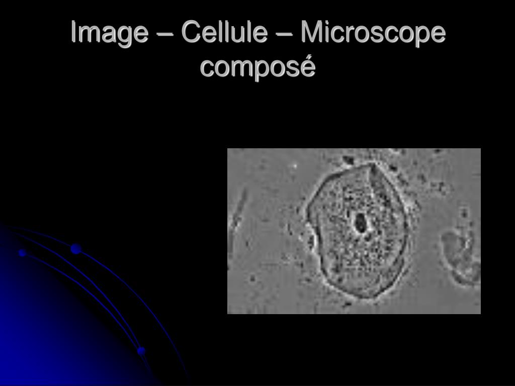 PPT - La théorie cellulaire et le développement du microscope ...