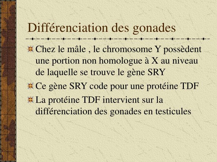 PPT - Schéma fonctionnel: la différenciation de l’appareil génital ...