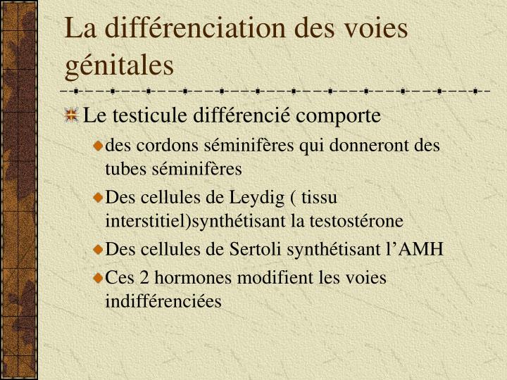 PPT - Schéma fonctionnel: la différenciation de l’appareil génital ...